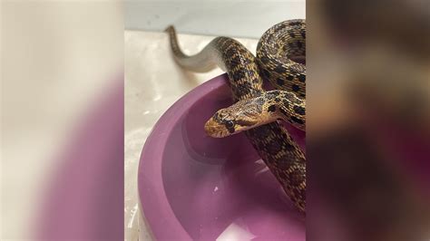 Image result for Container Snake Loading Method