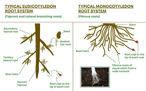 Image result for Root Structure and Function