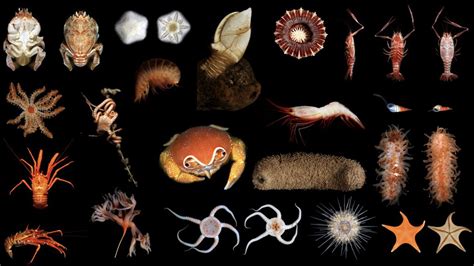 Image result for Catching Prawns