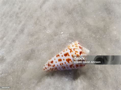 Image result for Venomous Sea Shell