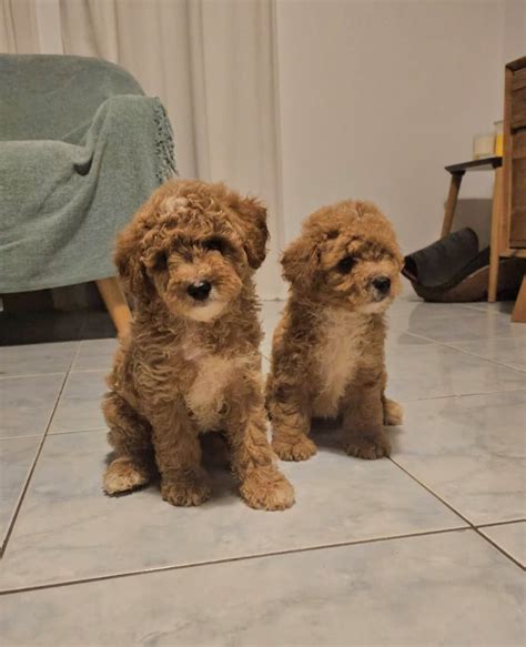 Image result for Sheltie Cavapoo Puppy