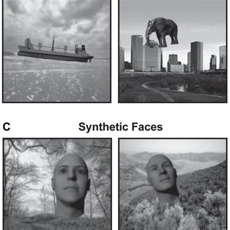 Image result for Image Net Validation Images Examples