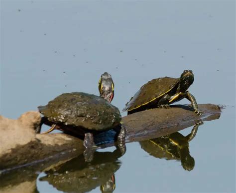 Image result for Northern Map Turtle Life Cycle