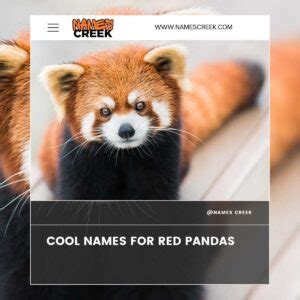 Image result for Red Panda Names