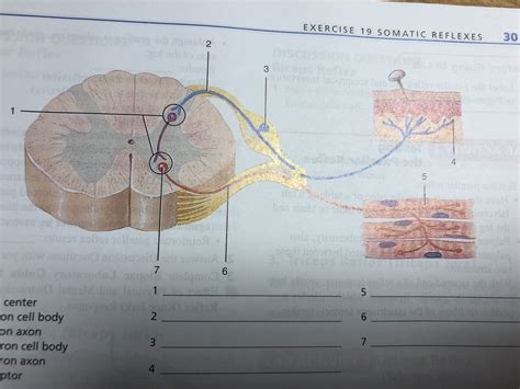 Image result for Components of Reflex Arc