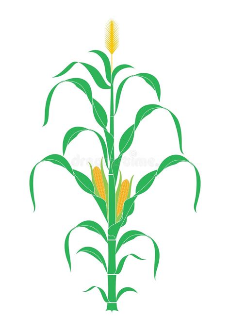 Corn Stalk Stock Illustrations – 3,788 Corn Stalk Stock Illustrations ...