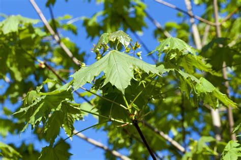 Image result for Maple Syrup Tree Leaf