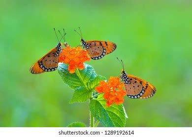 Image result for Python Snake Mouth