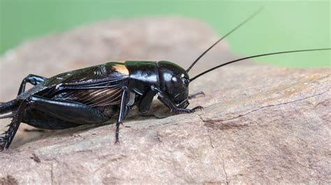 Image result for Cricket Insect Sound