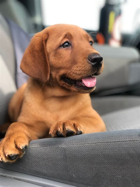 Image result for Fox Red Lab Pups