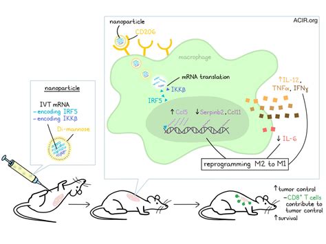 Image result for Reprogramming Stage Gene
