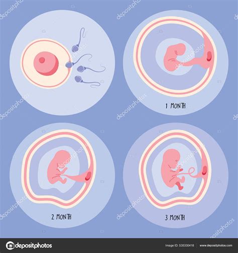 Image result for Embryo Development