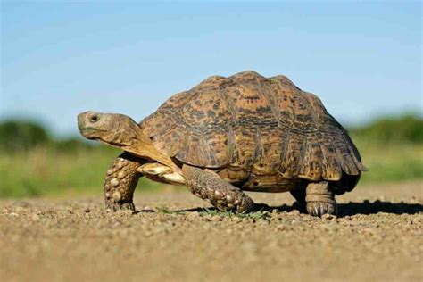 Image result for Tortoise Body Parts