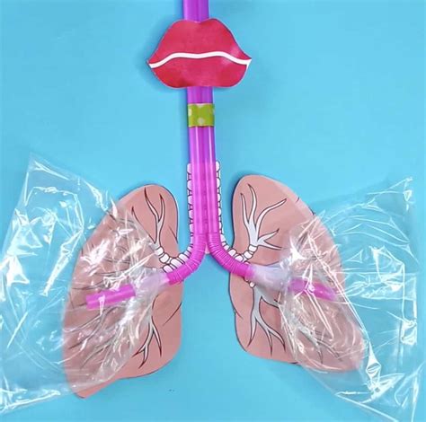 Image result for Lung Model Science Project