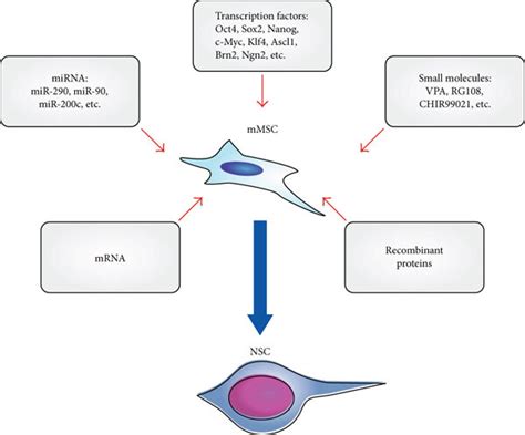 Image result for Reprogramming Factors