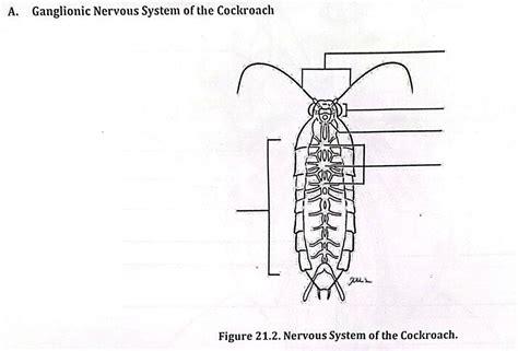 Image result for Cockroach Nervous System