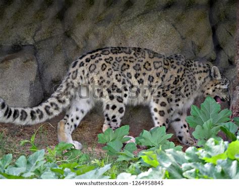 Image result for Snow Leopard Side View
