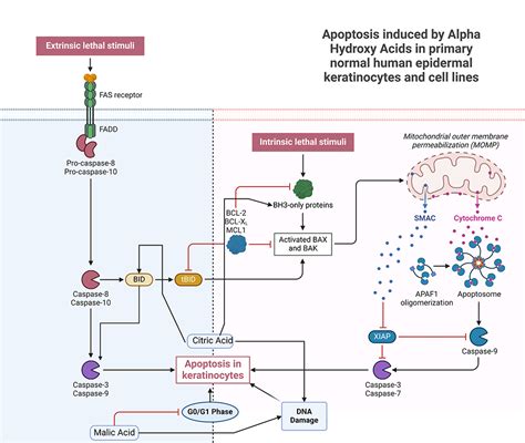 Image result for Synthesis of Alpha Hydroxy Acids