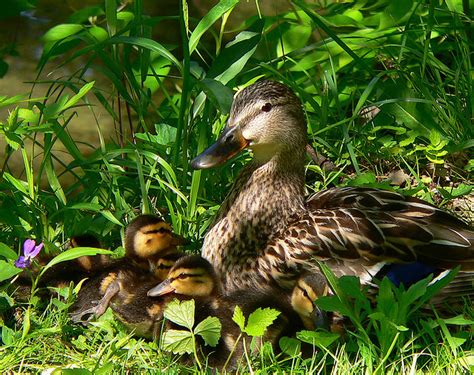 Image result for Spring Ducklings