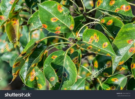 Image result for Pear Tree Leaf Rust