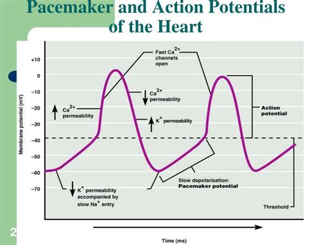 Image result for Pacemaker Potential