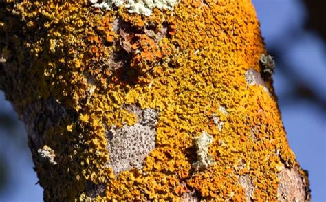 Image result for Tree Fungus Identifier