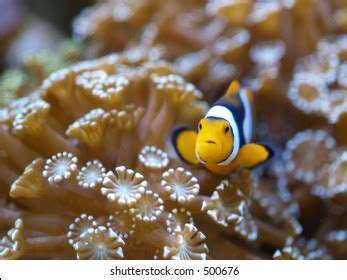 Image result for Finding Nemo Scared Fish