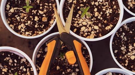 Image result for LED Scrog