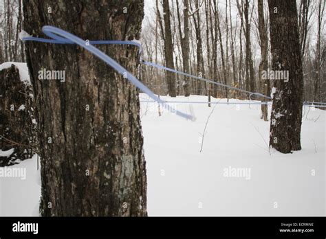 Image result for Quebec Map for Maple Syrup