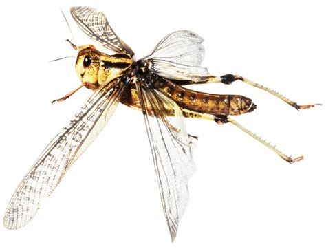 Flying Insects | Insect Wings | DK Find Out