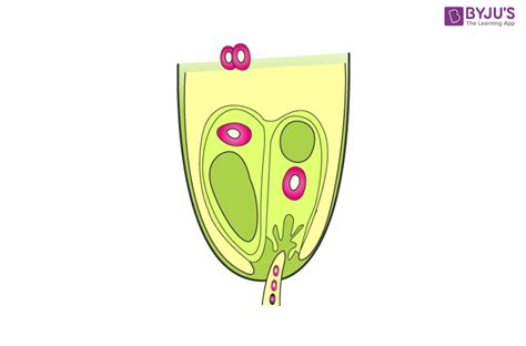 Image result for Class 12 Botany Chapter 1