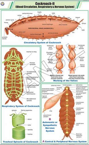 Image result for Cockroach Nervous System