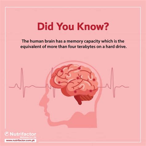 Image result for Human Brain Memory