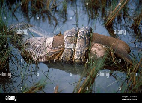 Image result for How Does a Python Kill Its Prey
