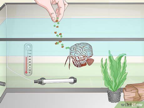 Image result for How to Keep Discus