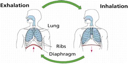 Image result for Process of Exhalation and Inhalation
