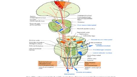 Image result for Pyramidal Tract Extrapyramidal