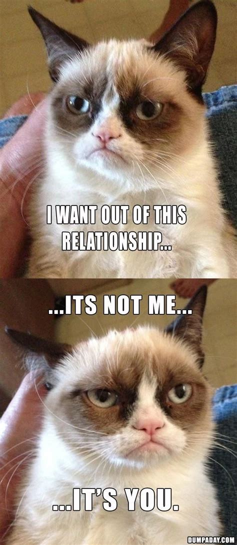 Image result for Grumpy Cat Memes Clean