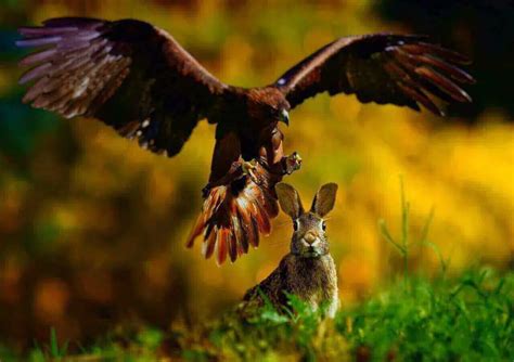 Image result for Rabbit Predators