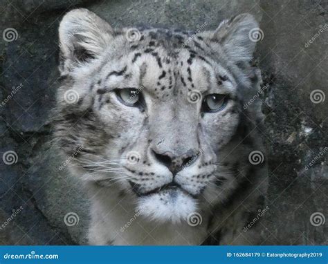 Image result for Snow Leopard Looking Forward