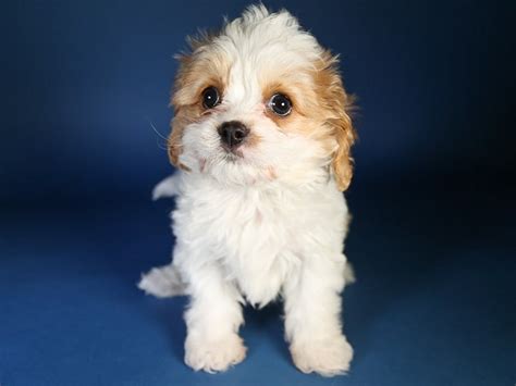 Image result for Male Cavapoo