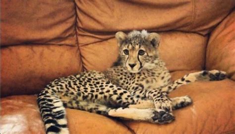 Image result for Pets Status