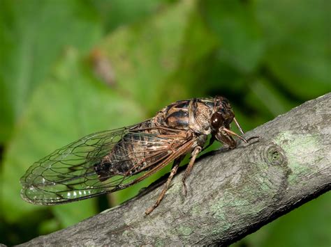 Image result for Insect Musicians