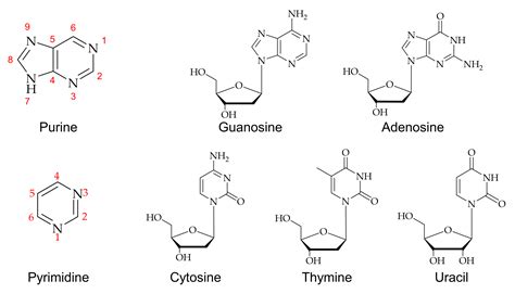 Image result for Nucleic Acid Chemical Structure