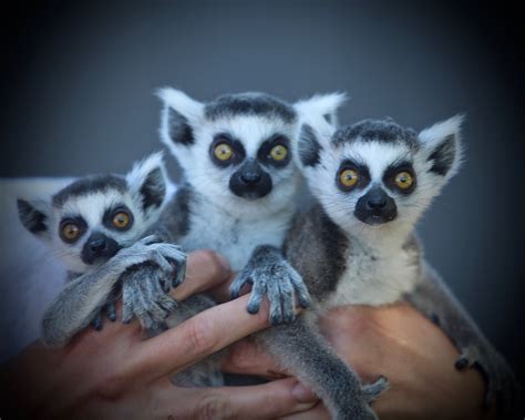 Image result for Code Escape