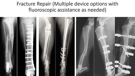 Image result for Veterinary surgery Surgery Types