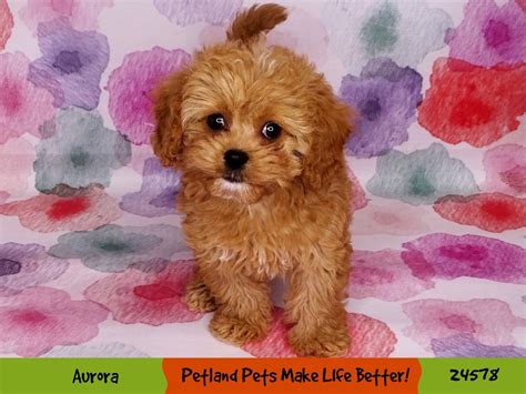 Image result for Apricot Cavapoo
