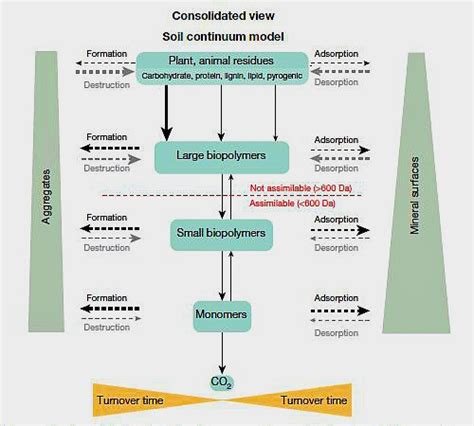 Image result for Humus Earth Science