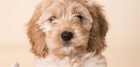 Image result for Cockapoo Tremours