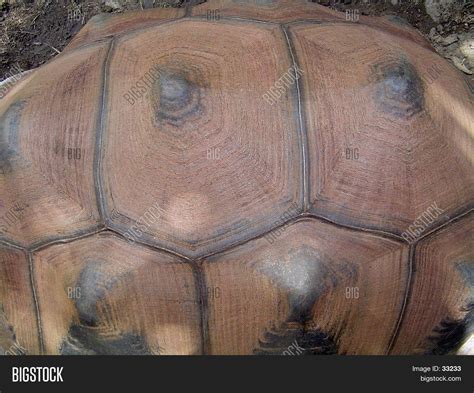 Image result for Make a Turtle Shell